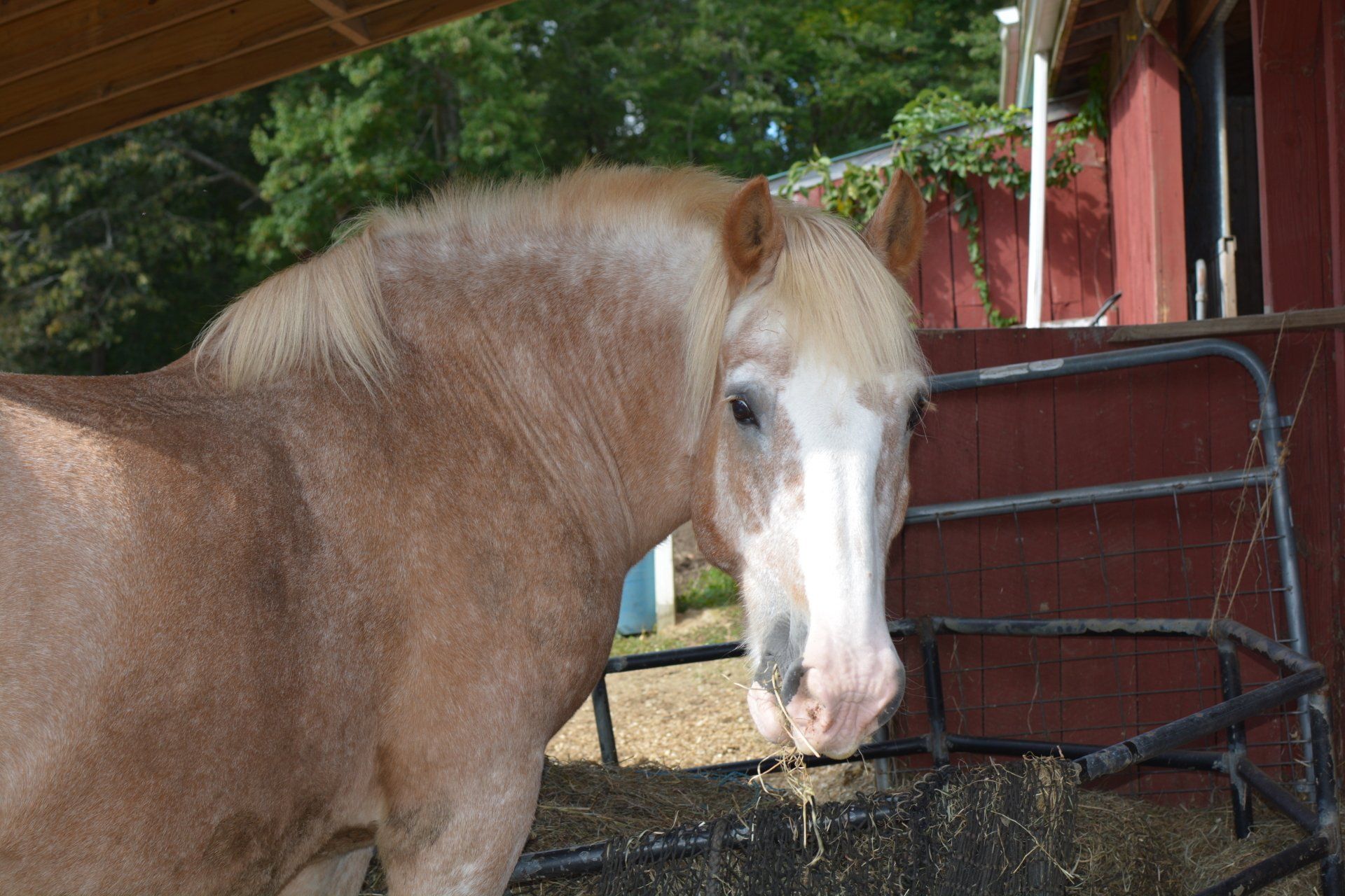 Mobile Veterinary Services | Connecticut | Green Valley Veterinary Services