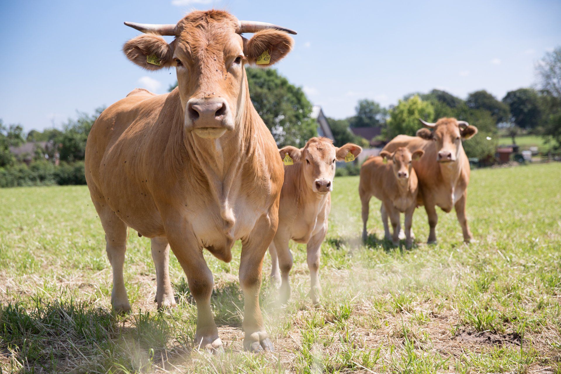 Unsere Rinder auf Hof Kempen