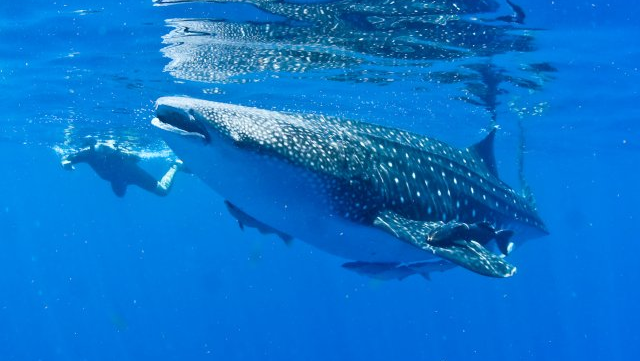 Walhaie - Schwimmen mit den sanften Riesen der Meere