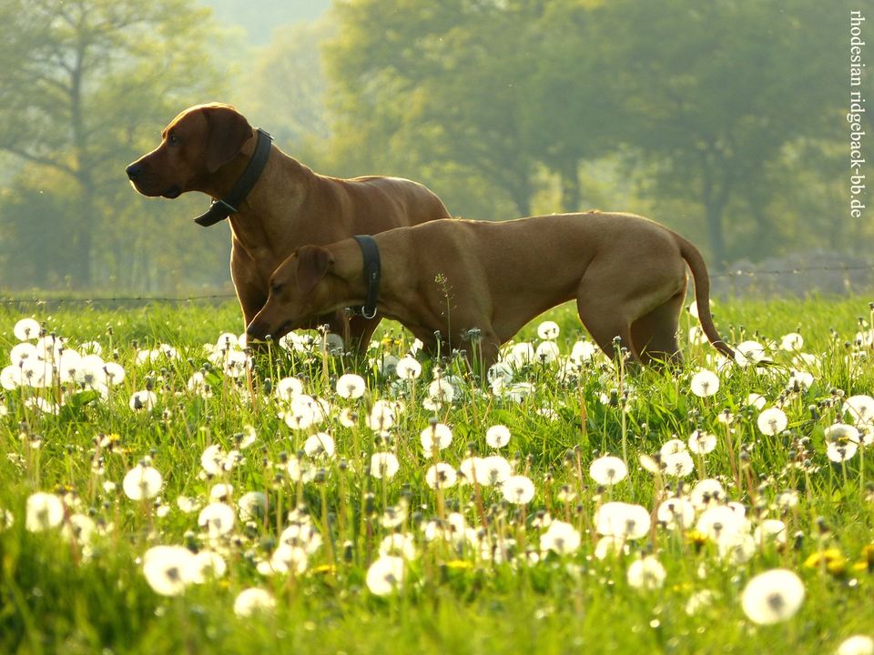 Zuchtverein Rhodesian Ridgeback Züchter im Deutscher Rhodesian ...