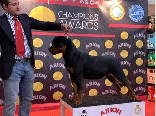 Criadero de Rottweiler - Venta de perros Rottweiler