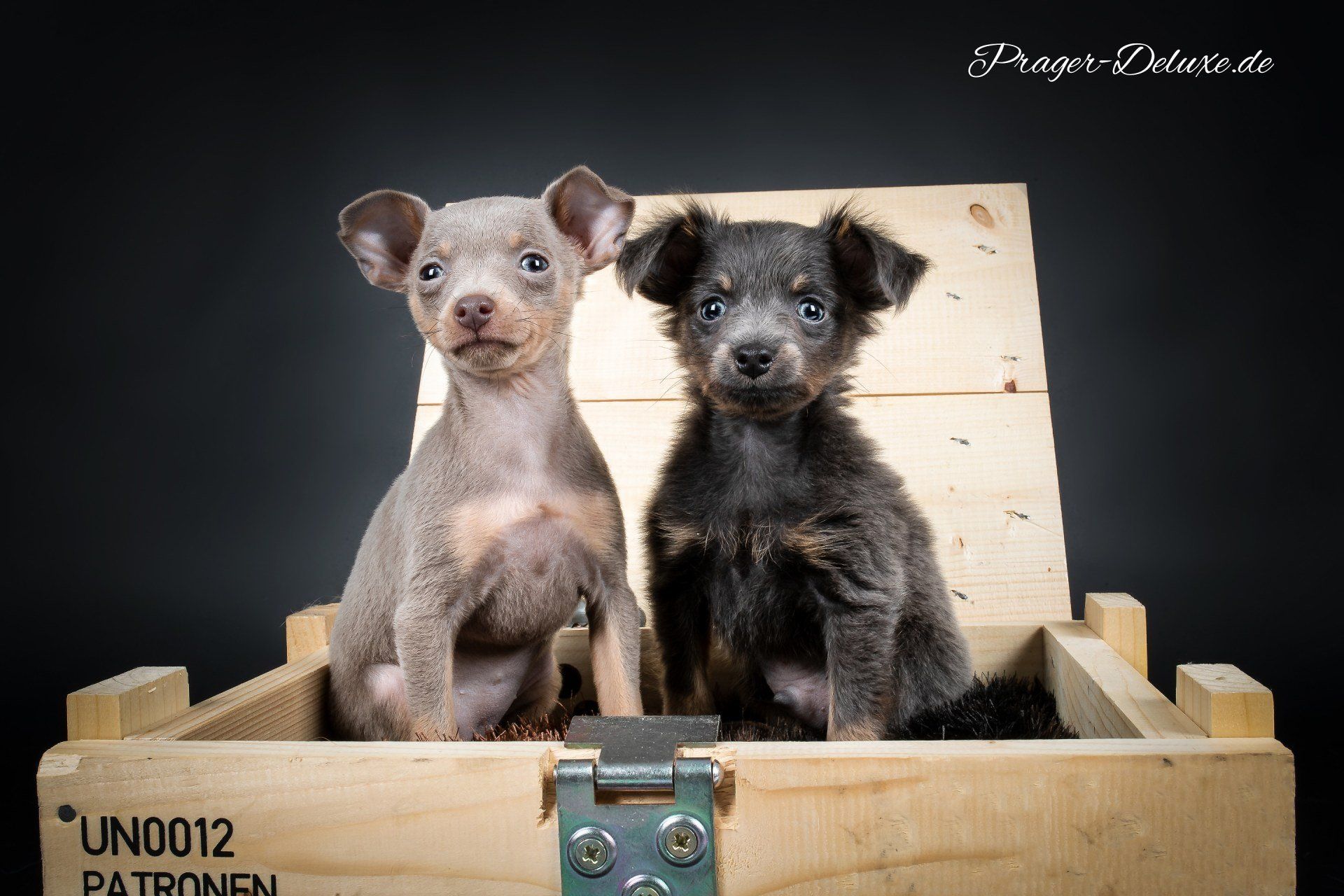 Prager Rattler Welpen