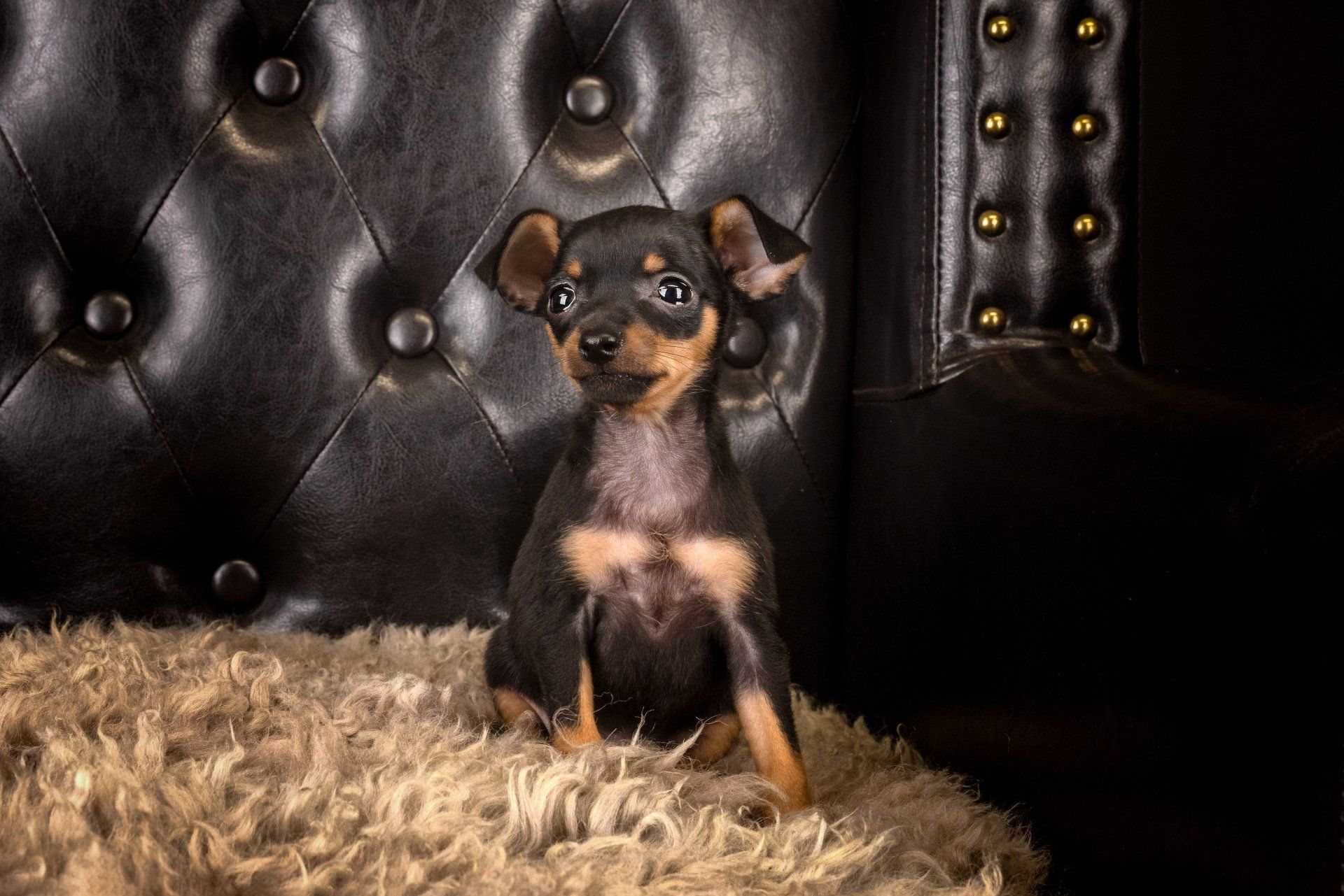 Prager Rattler Welpen