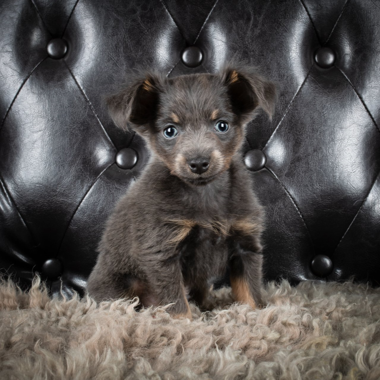 Prager Rattler Welpen