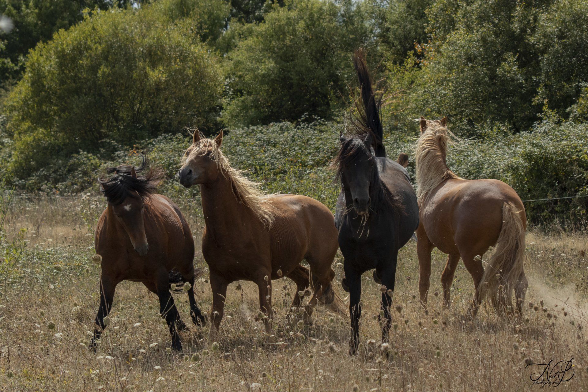 Plus grand élevage de Poneys Landais de France Nantes (44)