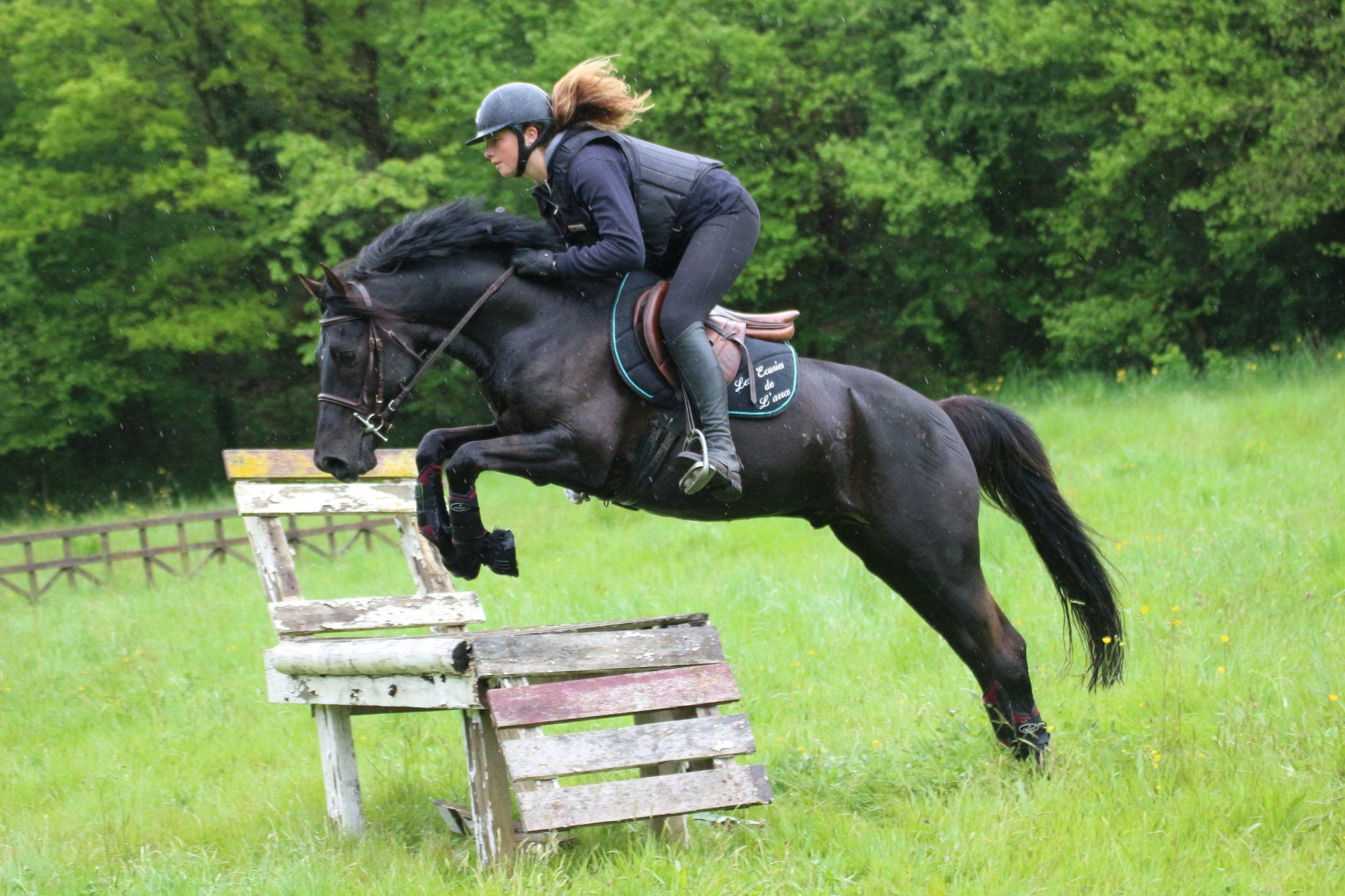 Plus grand élevage de Poneys Landais de France Nantes (44)