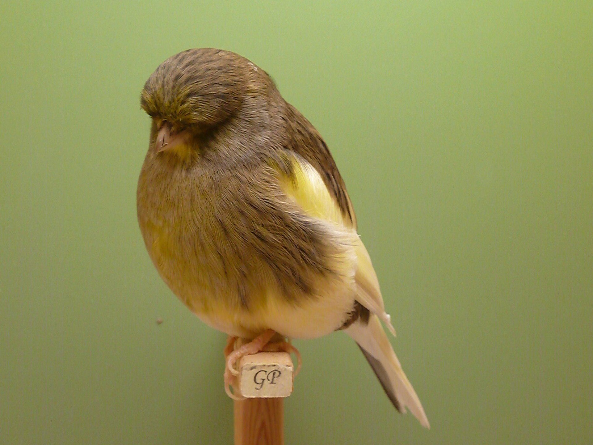 Glosterzucht Gregor Pott - Gloster-Fancy