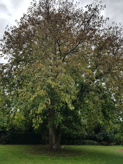 Chichester Tree Trail