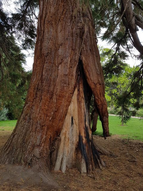 Chichester Tree Trail