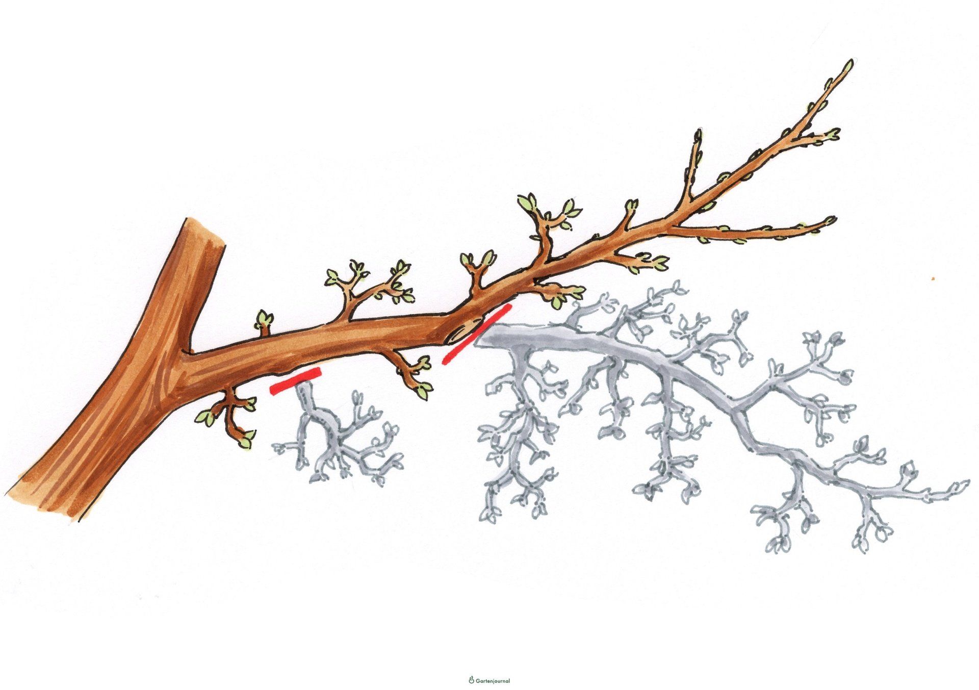 Triebe und Knospen bei Obstbäumen