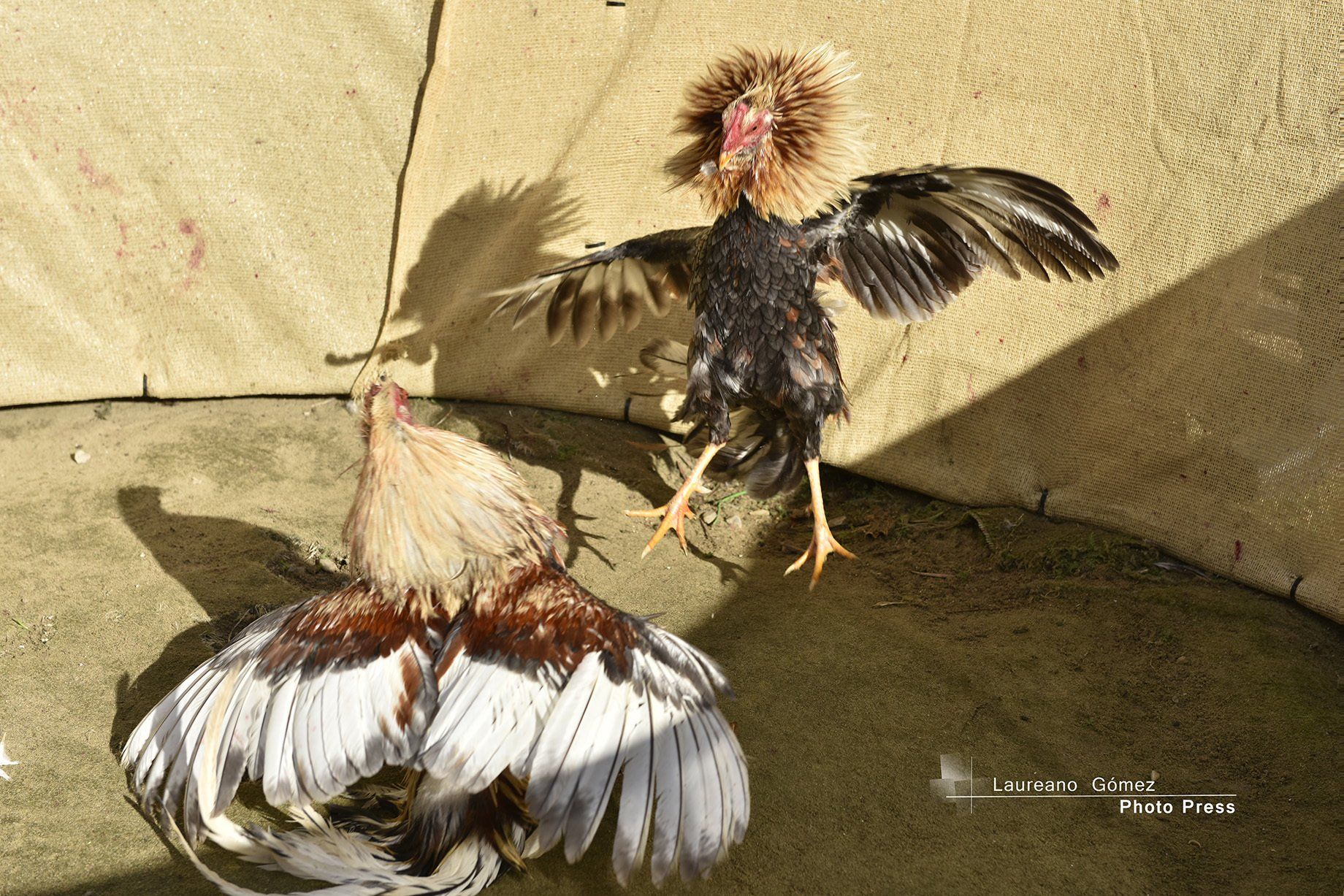 GALLOS DE PELEA, SU CULTURA Y TRADICIÓN.