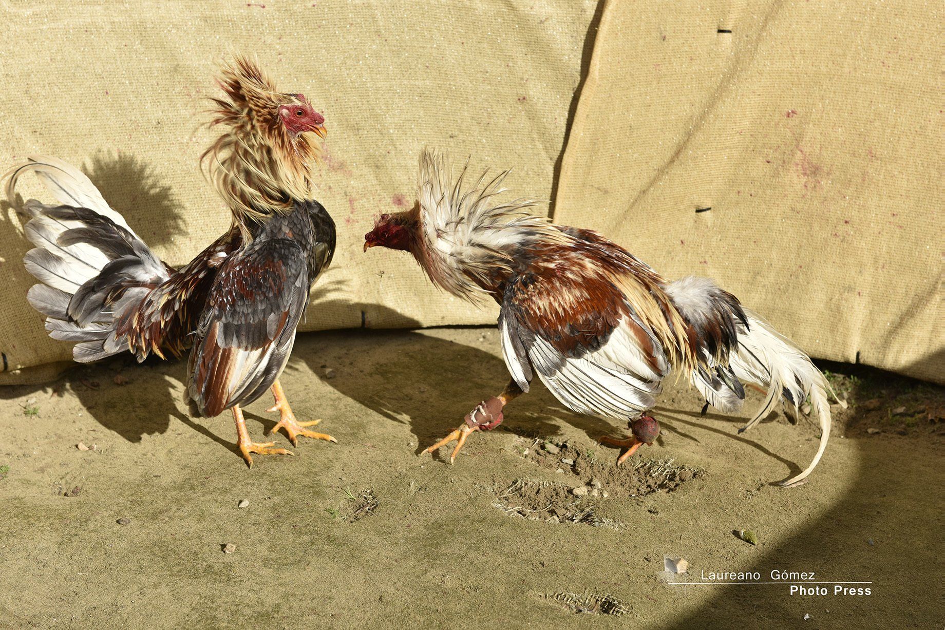 GALLOS DE PELEA, SU CULTURA Y TRADICIÓN.