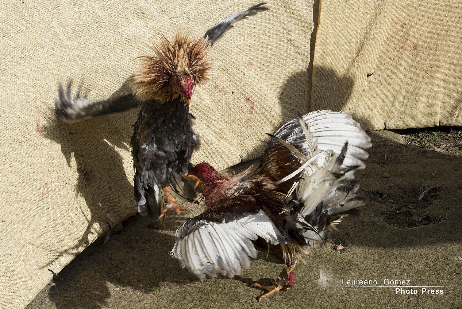 GALLOS DE PELEA, SU CULTURA Y TRADICIÓN.