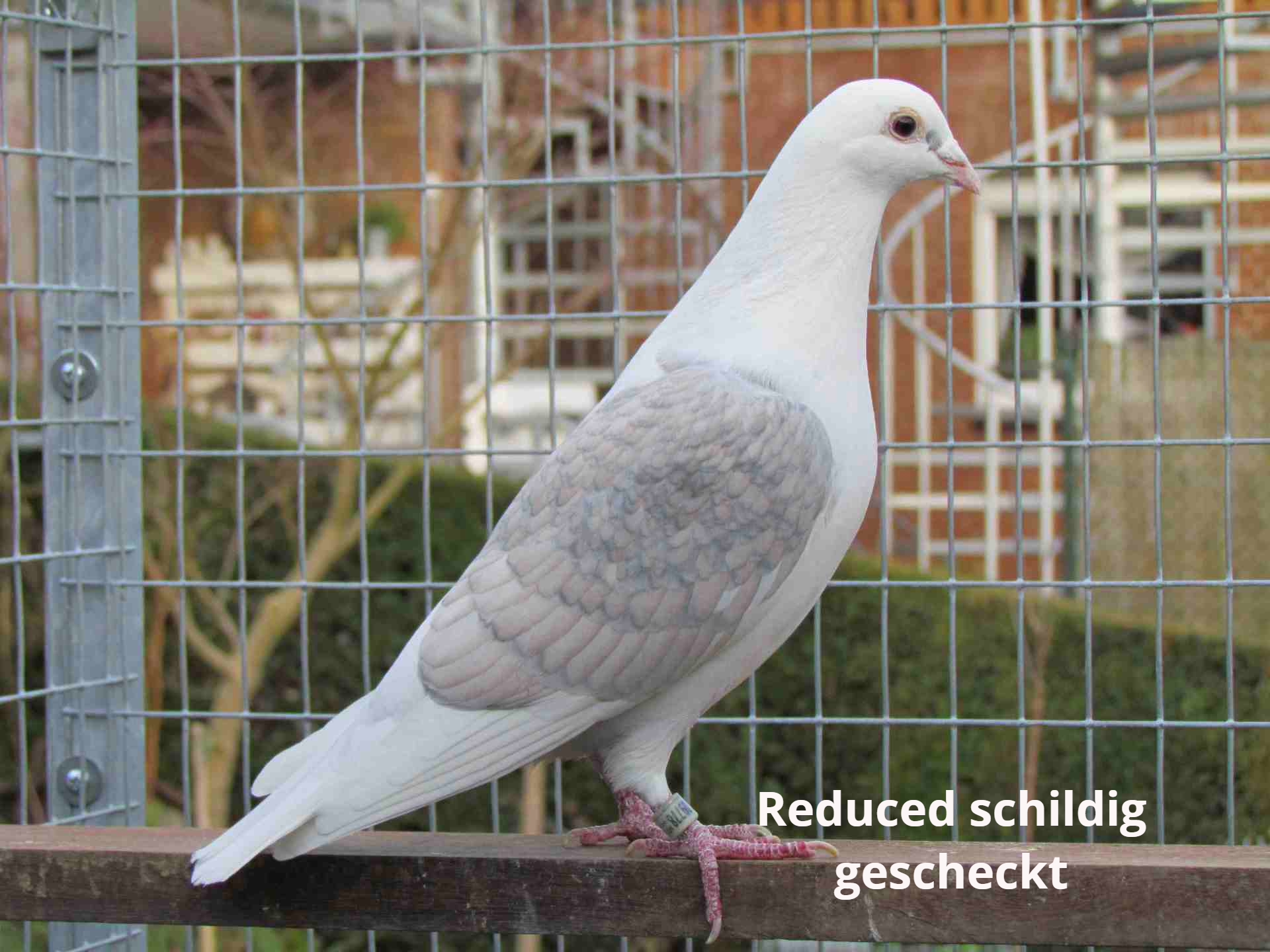Webseite über Brieftauben mit seltenen Farben und Mutationen