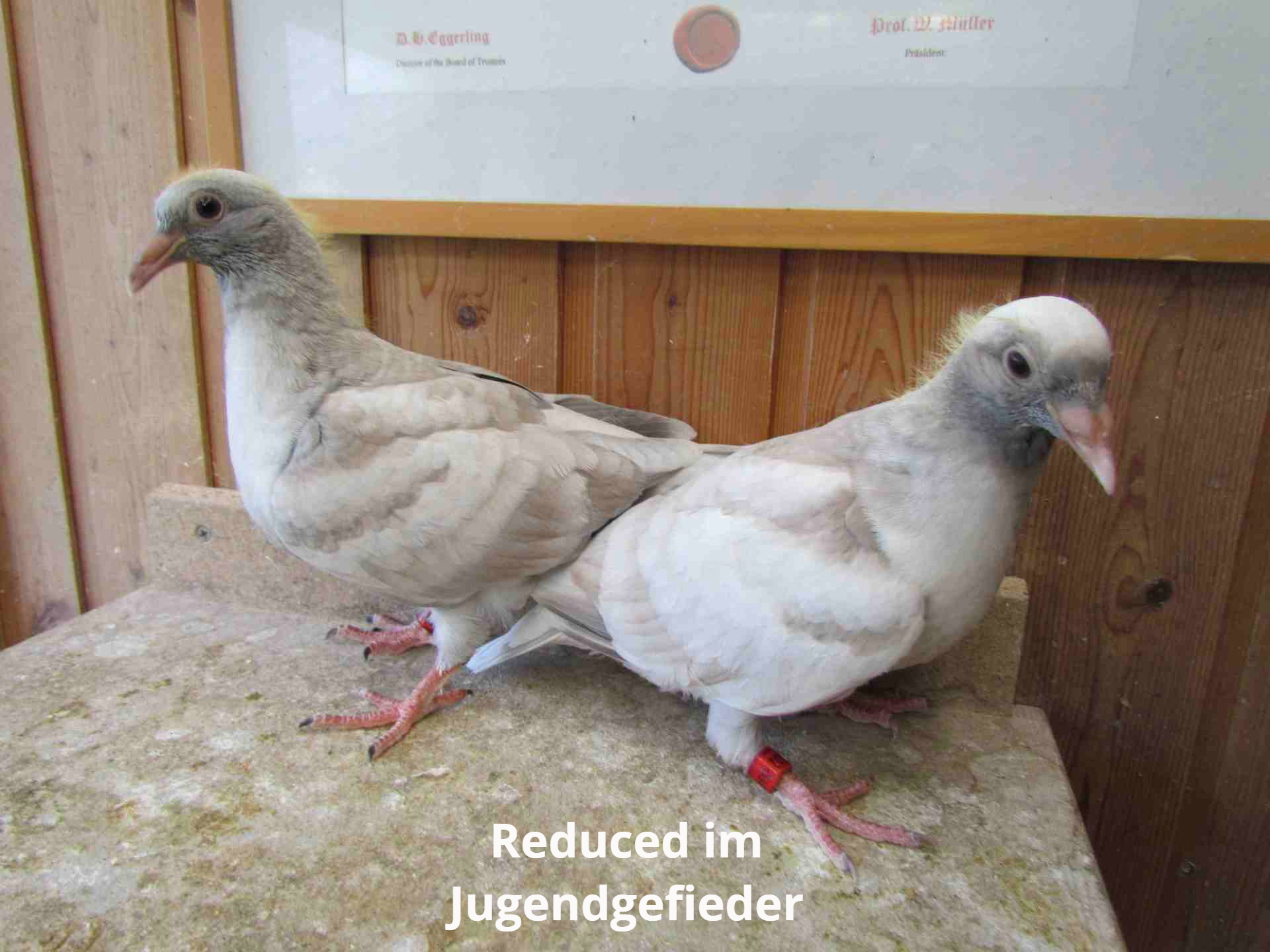 Webseite über Brieftauben mit seltenen Farben und Mutationen