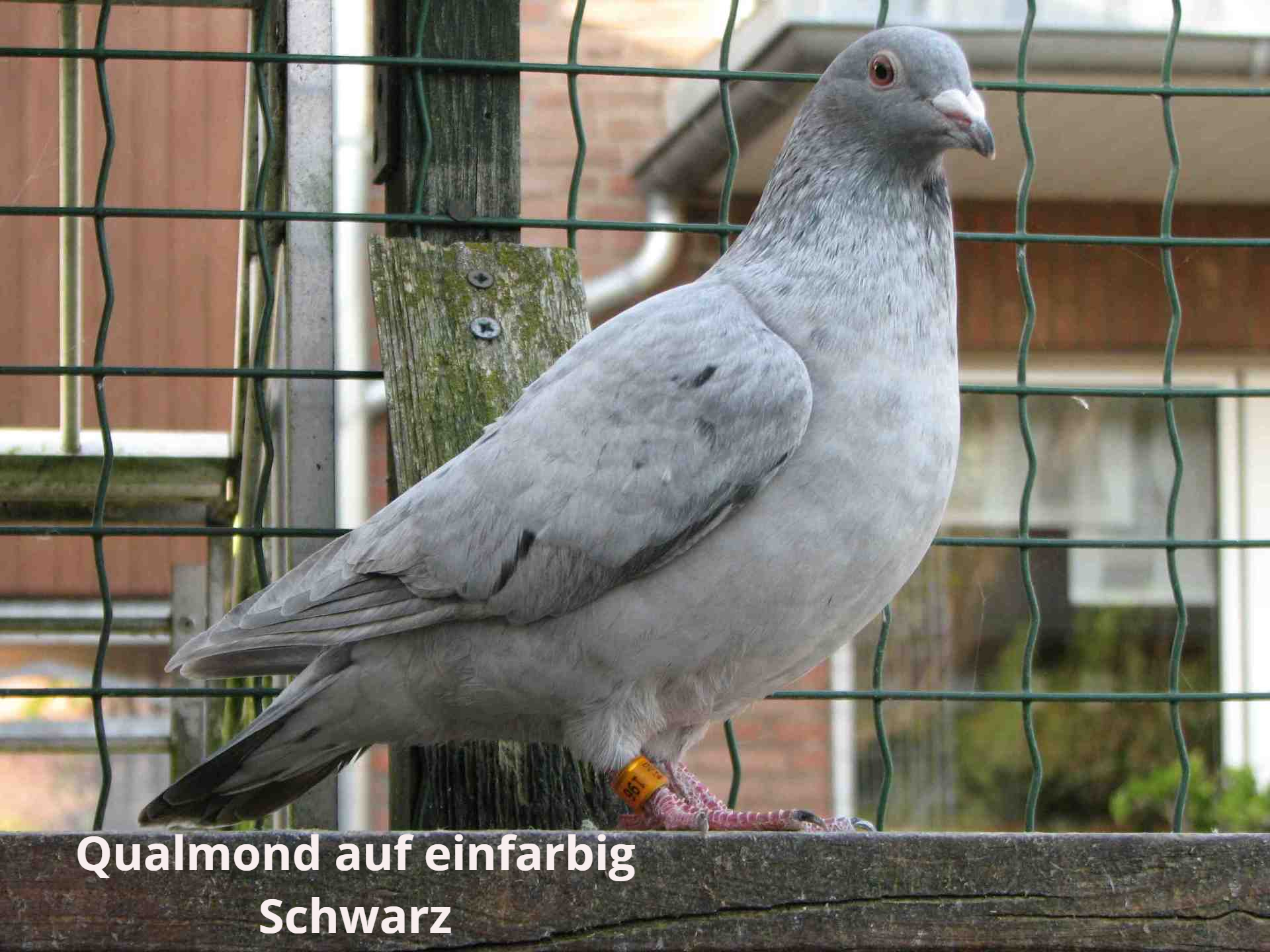 Webseite über Brieftauben mit seltenen Farben und Mutationen