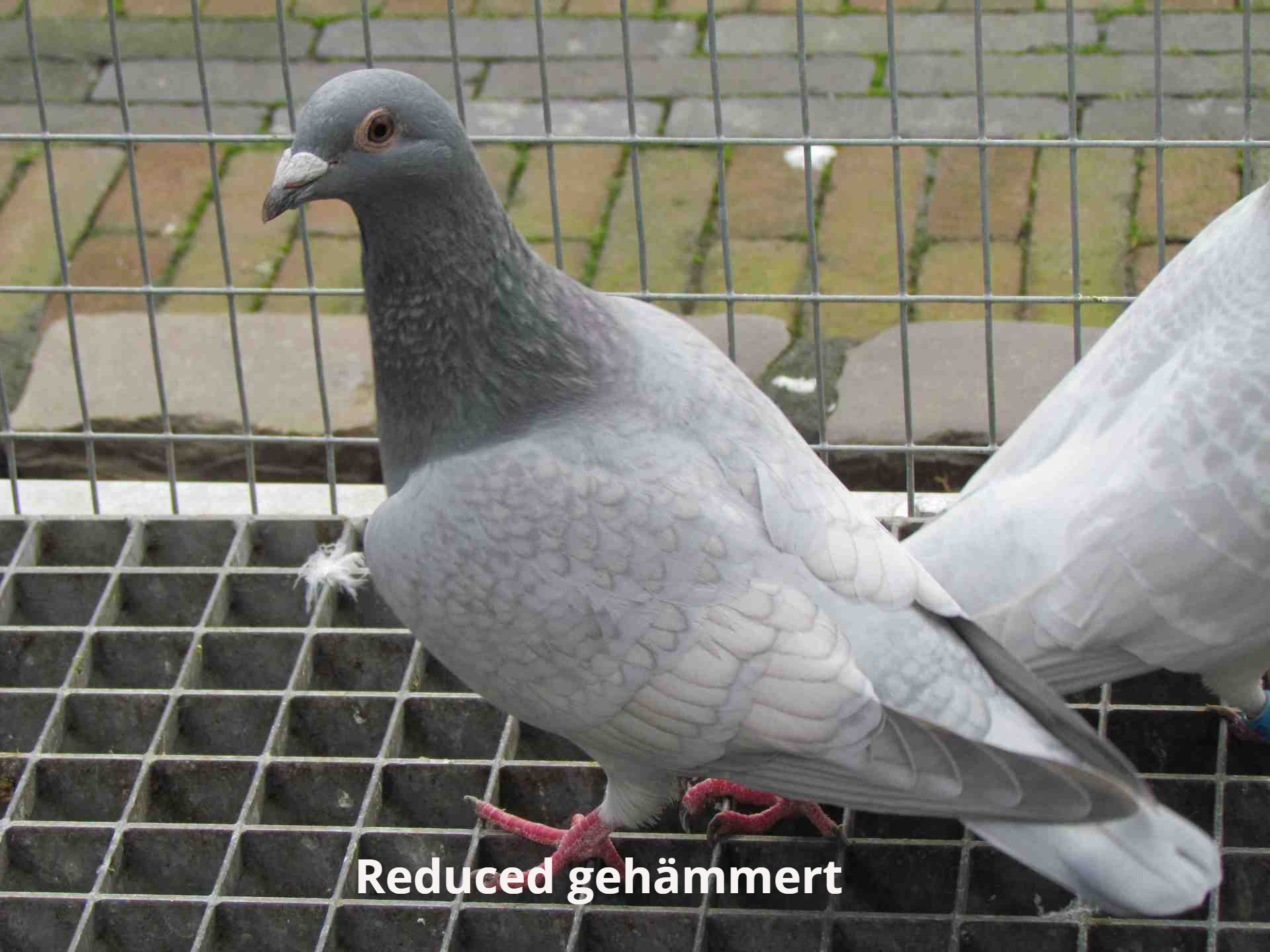 Webseite über Brieftauben mit seltenen Farben und Mutationen