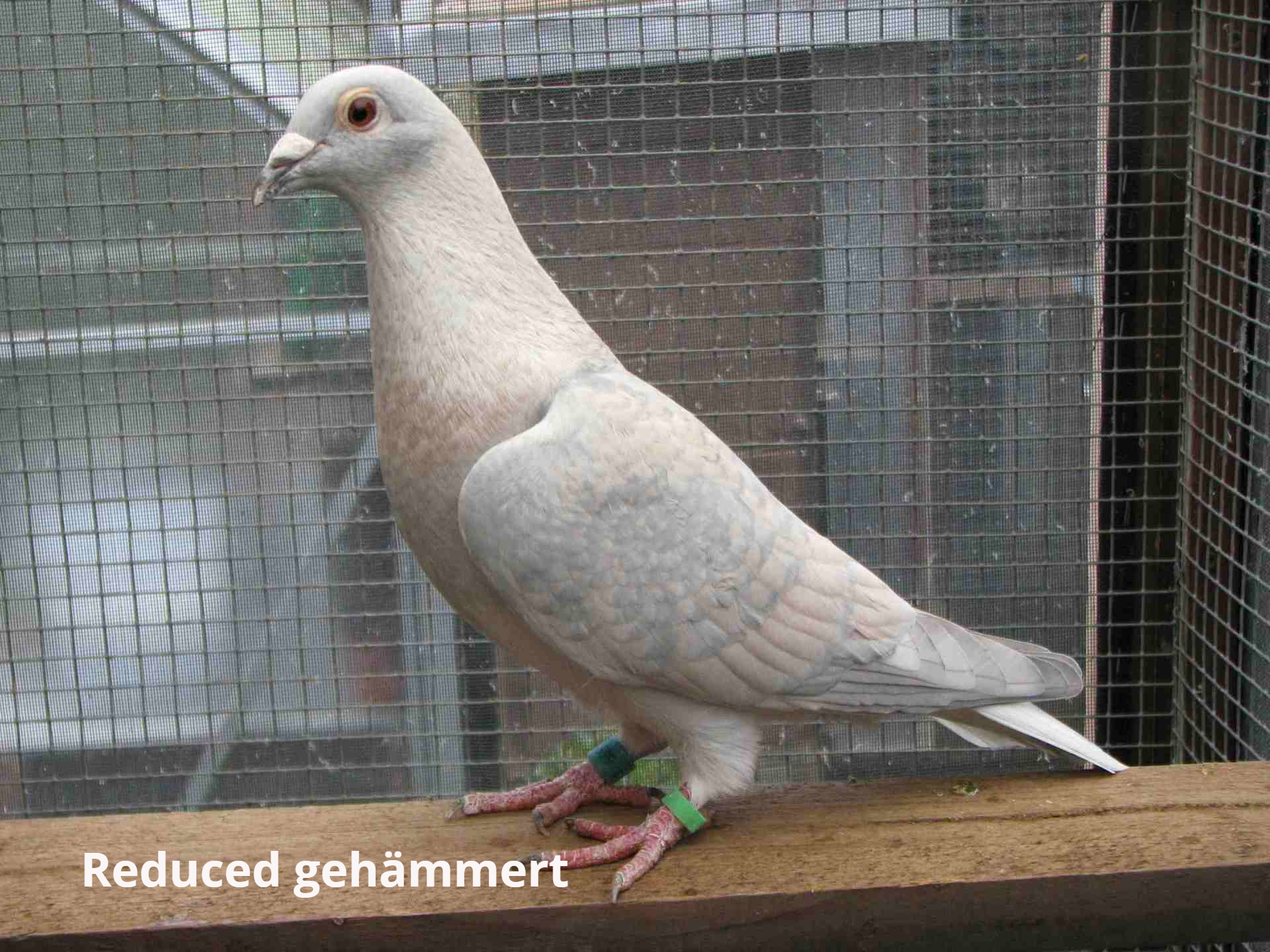 Webseite über Brieftauben mit seltenen Farben und Mutationen