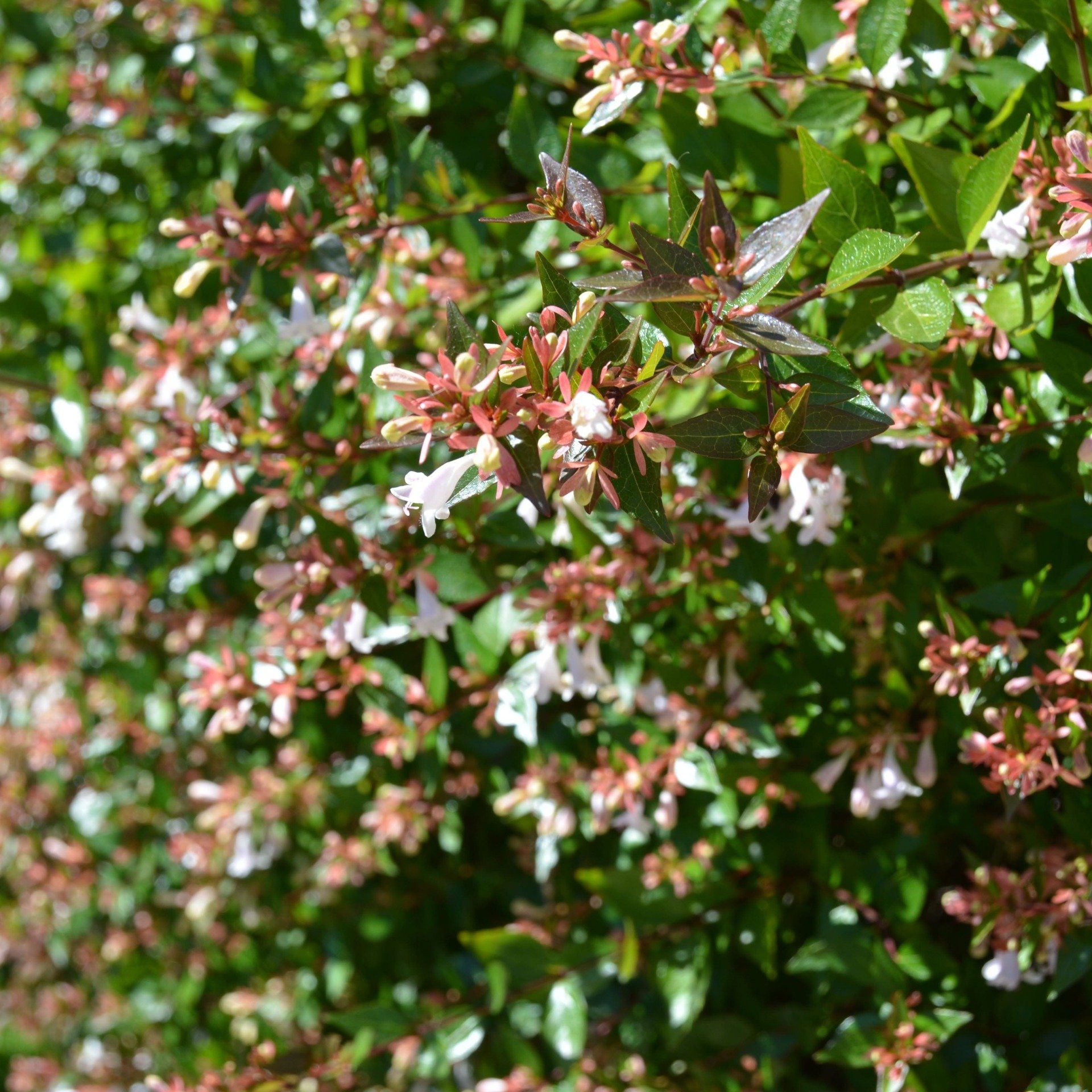 Les arbustes persistants