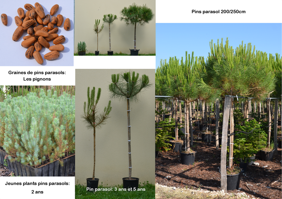 Les pins parasols