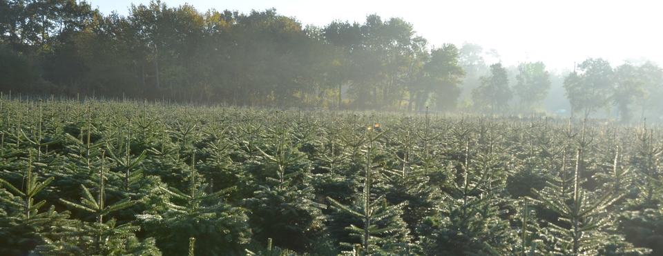 Les sapins de Noël