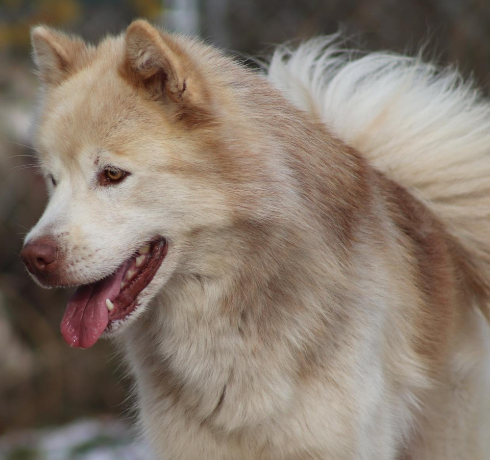 Der Canadian Eskiomo Dog in Deutschland.