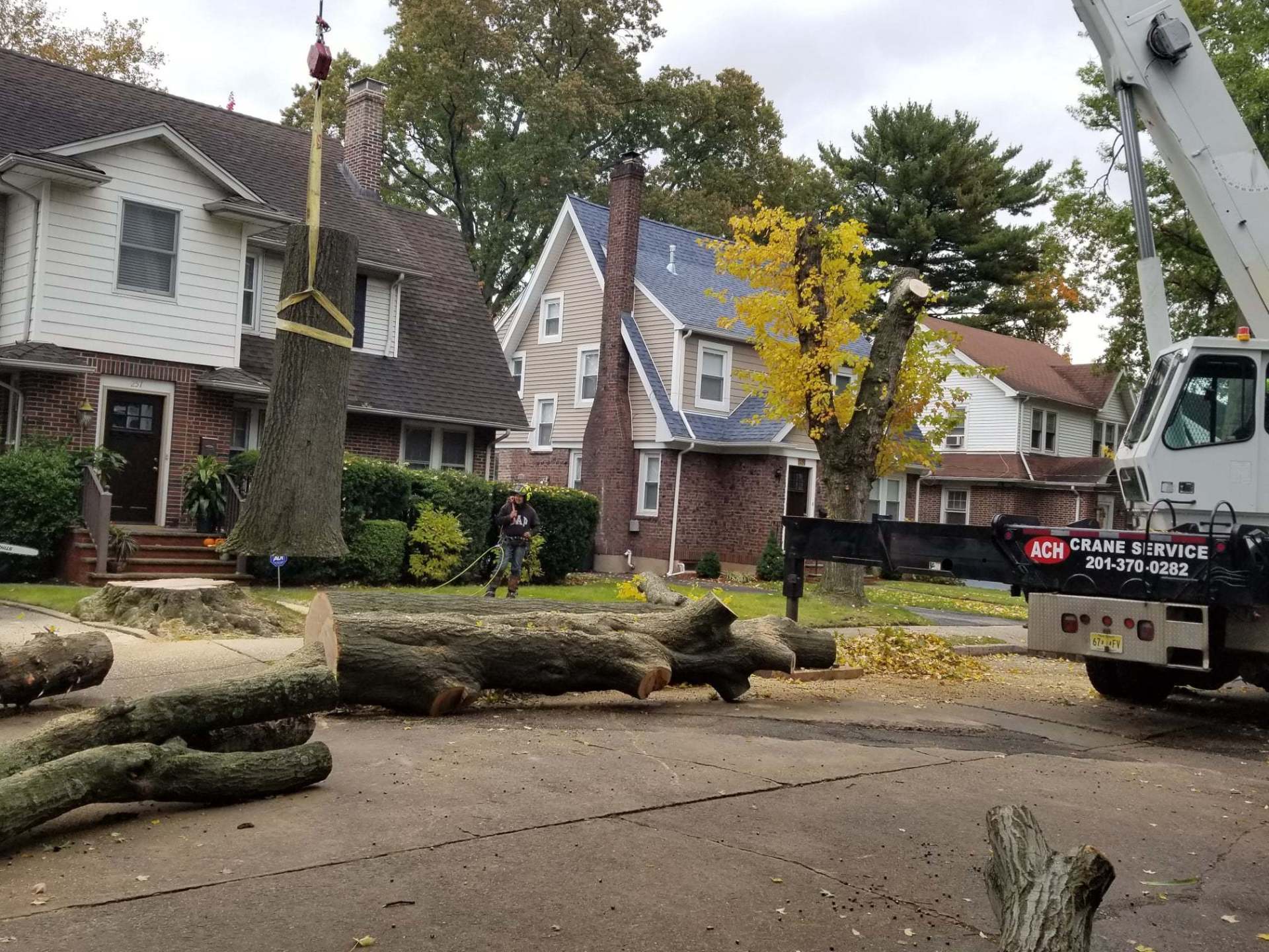 A&H Tree Service | Tree and Stump Removal | Bergen County, NJ