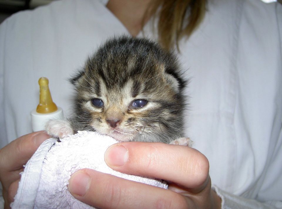 Tierarztpraxis Dr. Sven Garrels - 23909 Ratzeburg