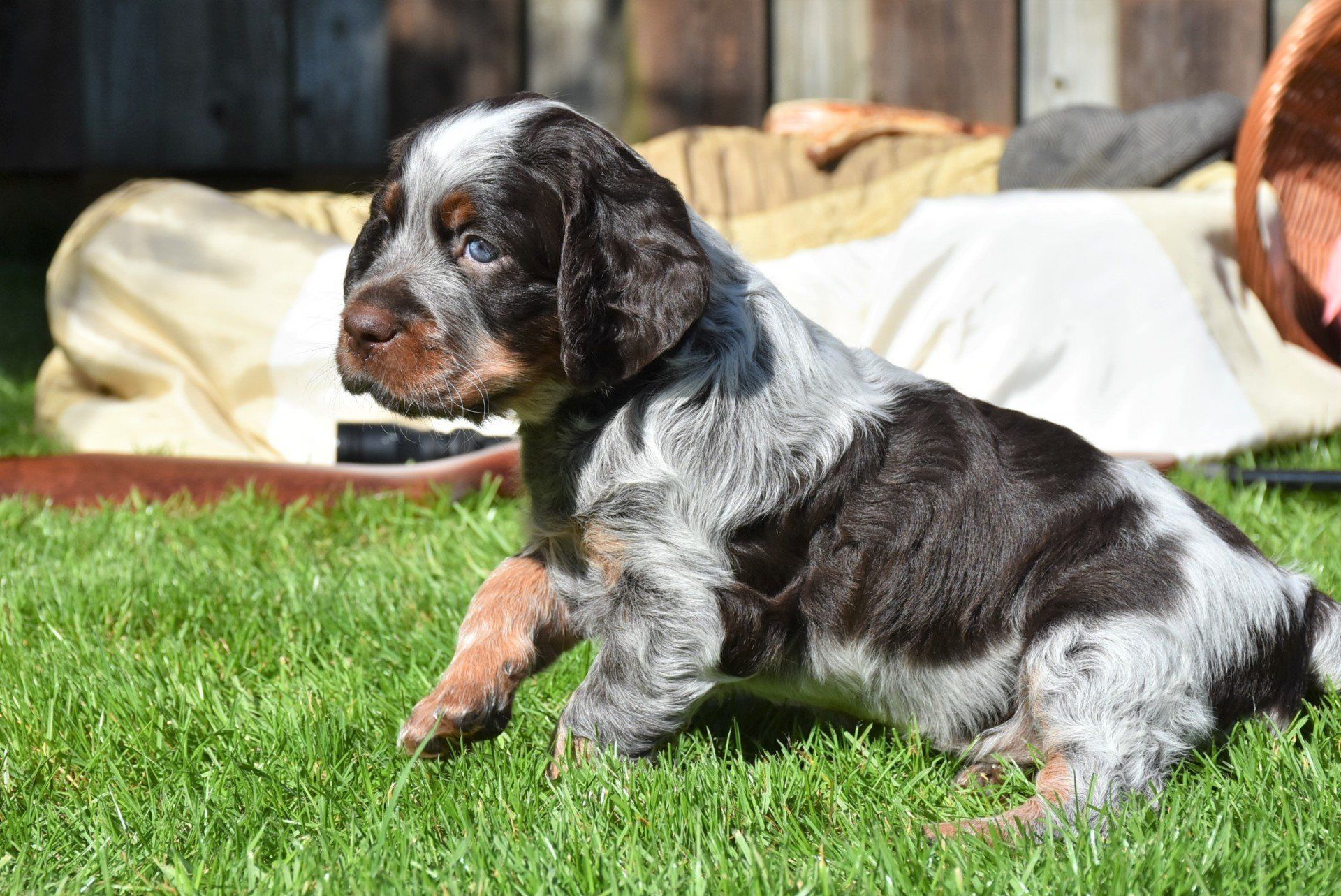 The Premier UK breeder of the Picardy Spaniel