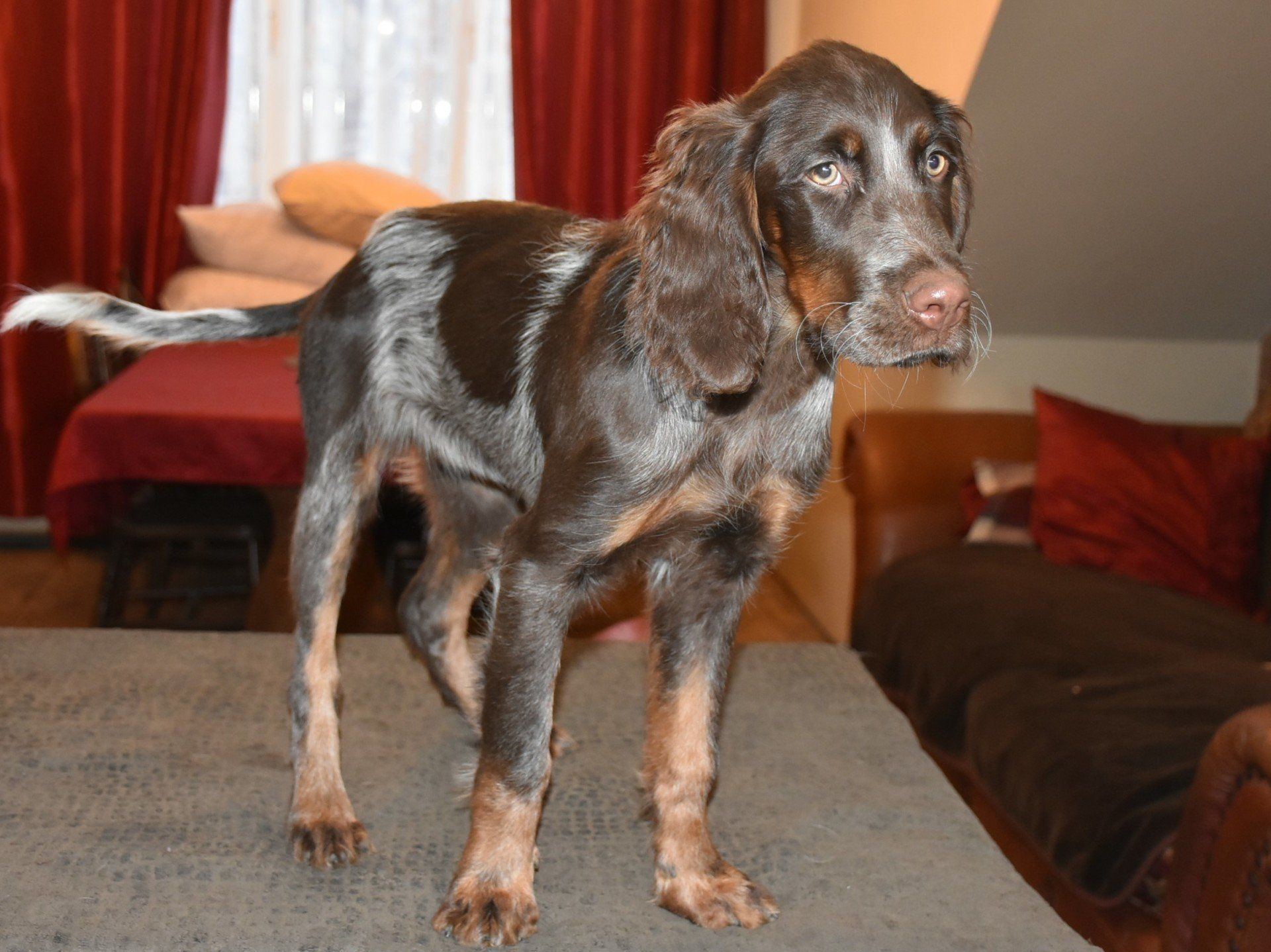 The Premier UK breeder of the Picardy Spaniel