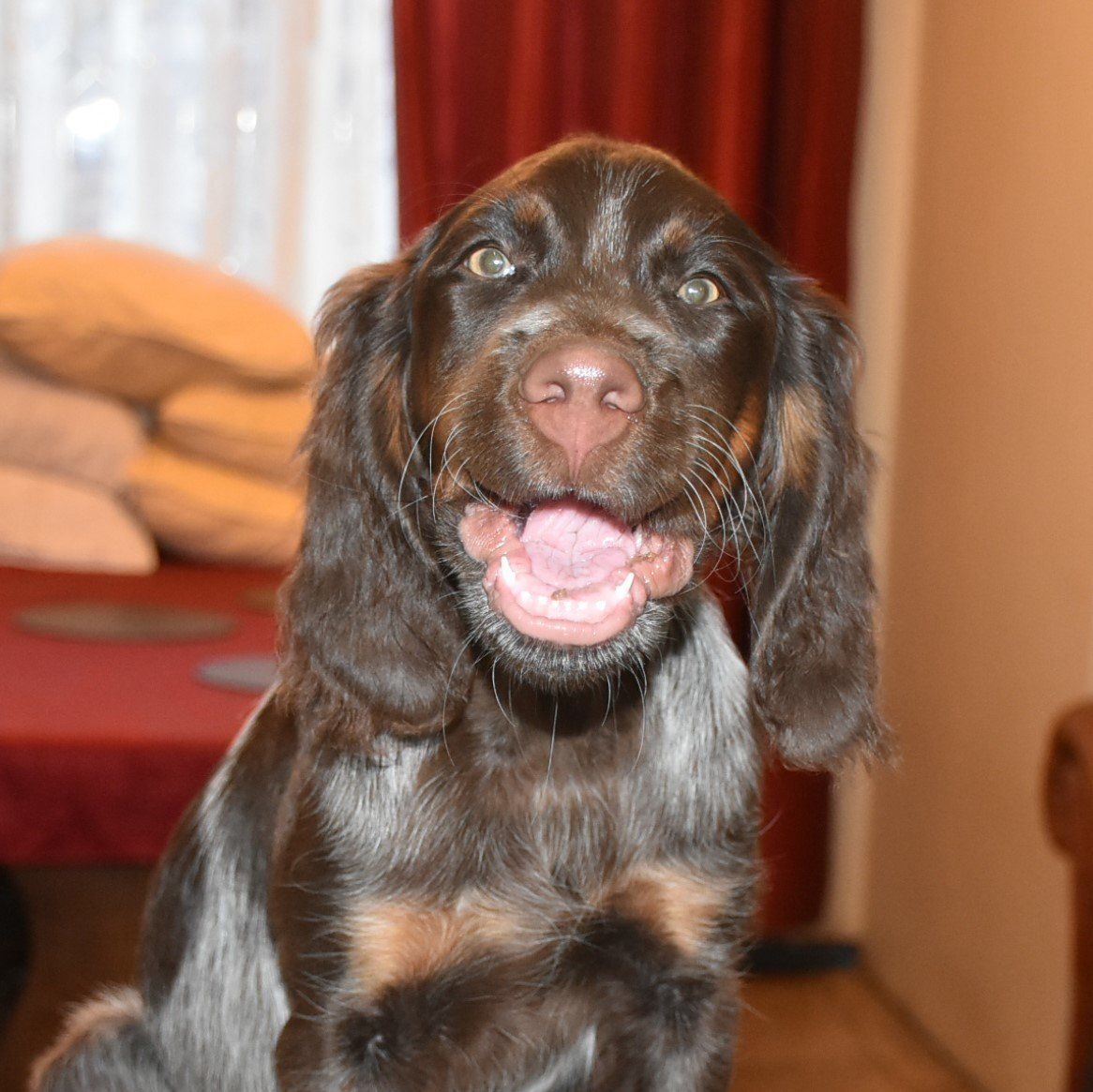 The Premier UK breeder of the Picardy Spaniel