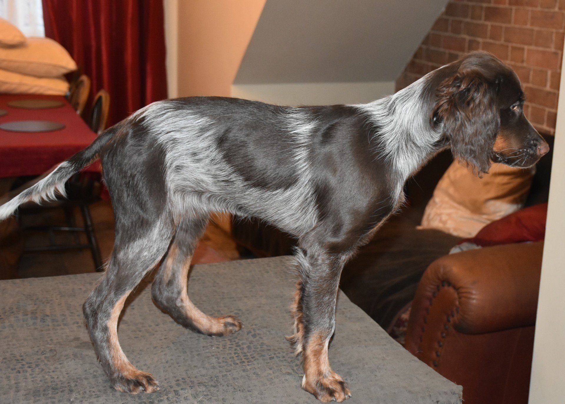 The Premier UK breeder of the Picardy Spaniel