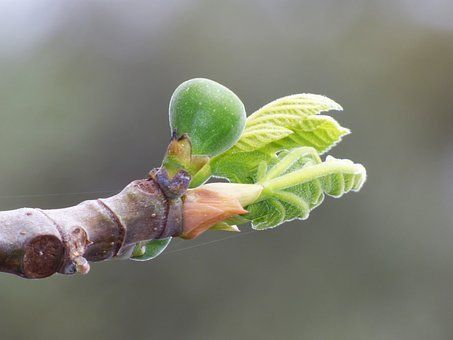 Les bourgeons de plantes, des alliés méconnus