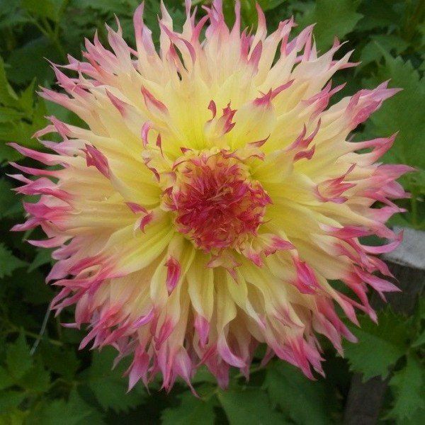 Gilbert's Dahlias