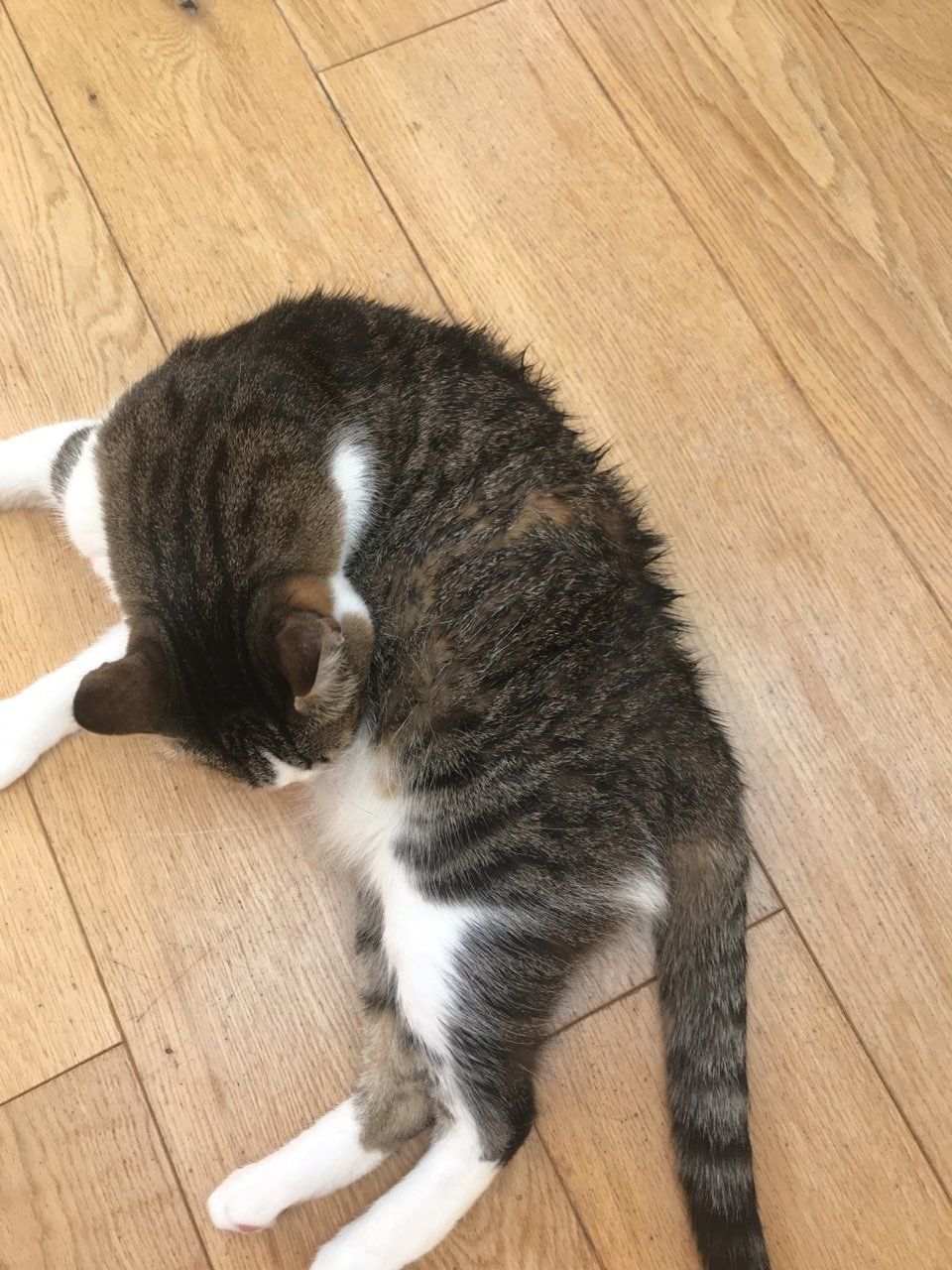 Overgrooming in cats