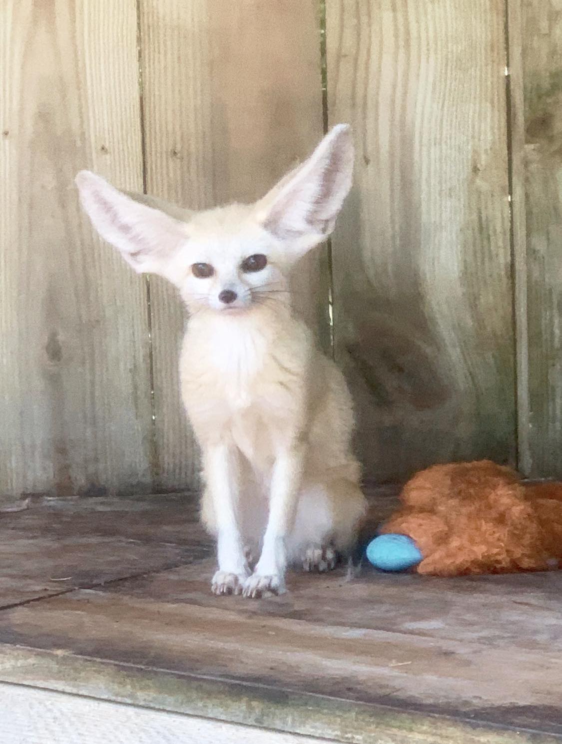 Amazing Animals Inc- Meet our animal ambassadors