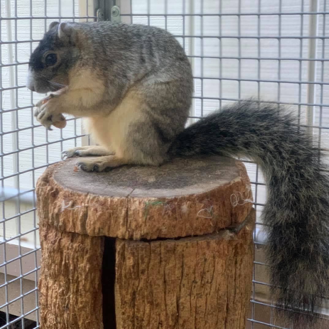 Amazing Animals Inc- Meet our animal ambassadors