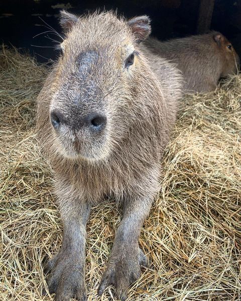Meet a Capybara at Amazing Animals Inc. Wildlife Preserve