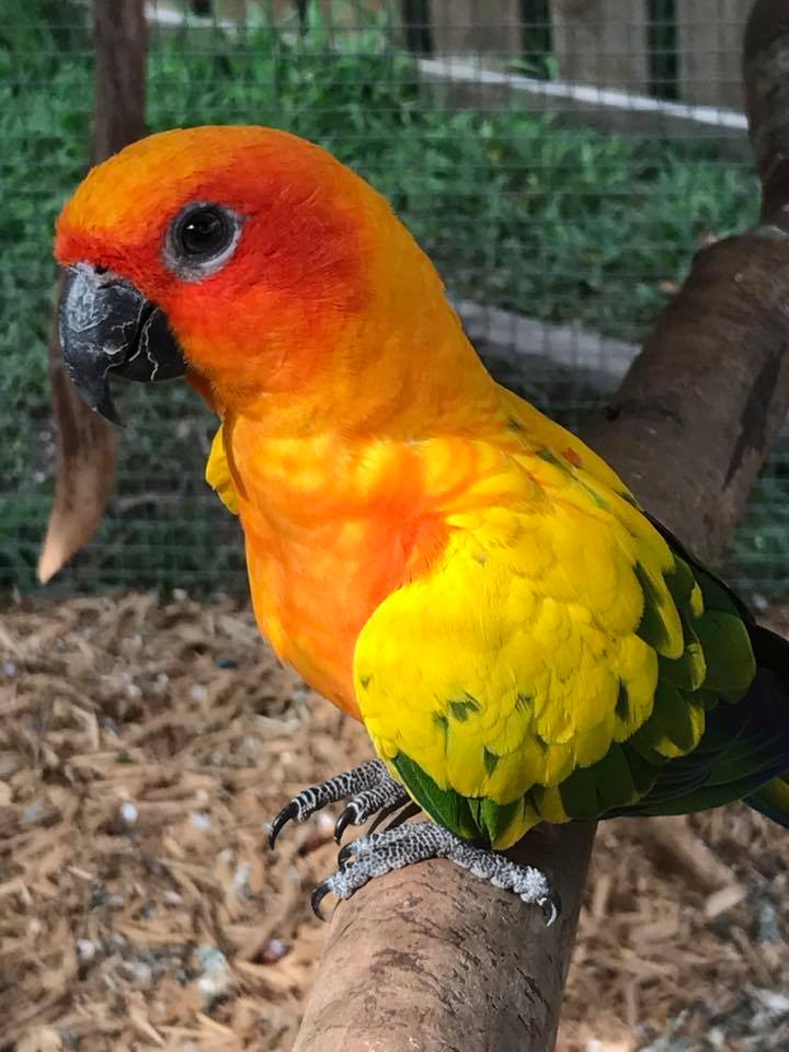 Amazing Animals Inc- Meet our animal ambassadors