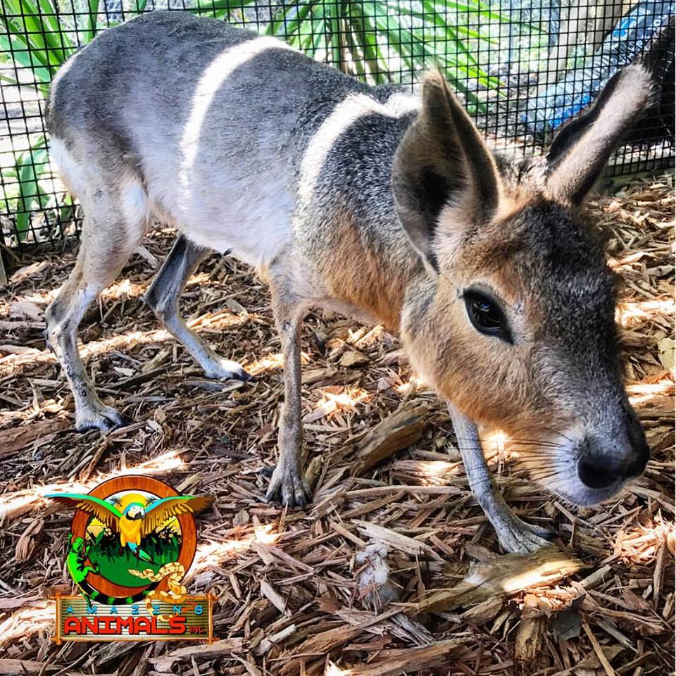 Amazing Animals Inc- Meet our animal ambassadors