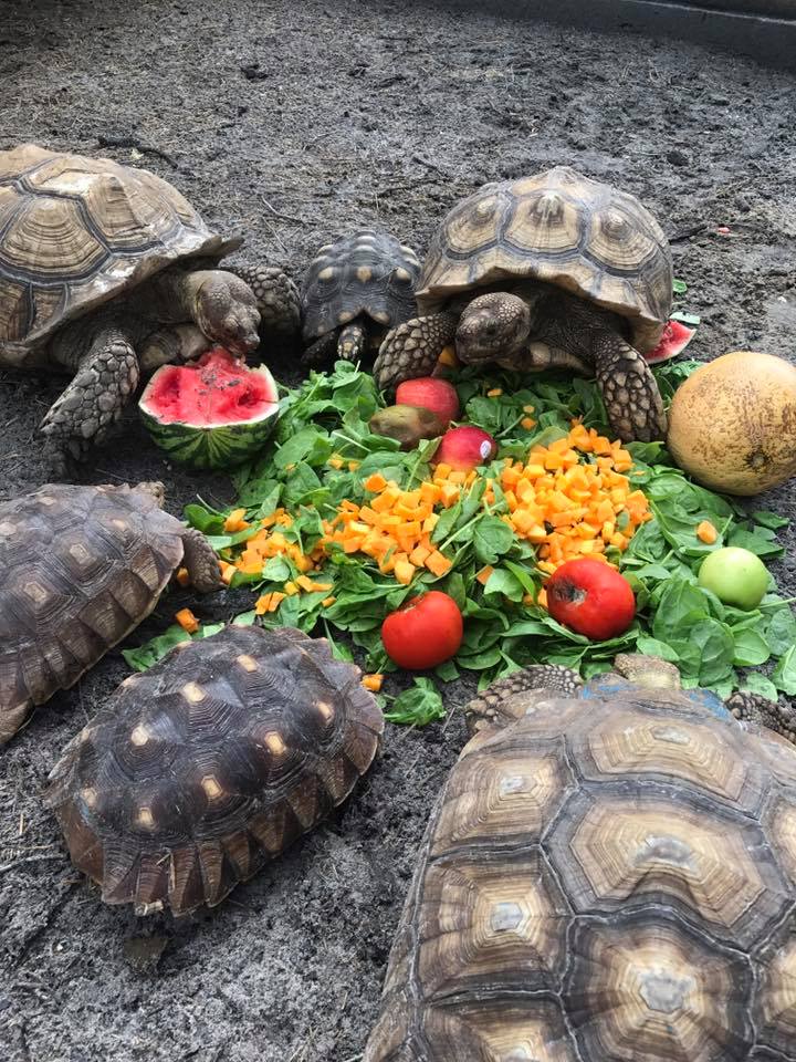 Amazing Animals Inc- Meet our animal ambassadors