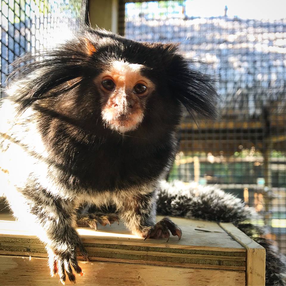 Amazing Animals Inc- Meet our animal ambassadors