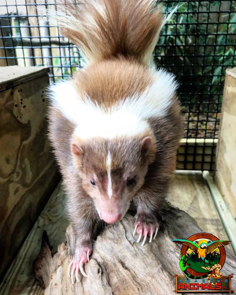 Amazing Animals Inc- Meet our animal ambassadors