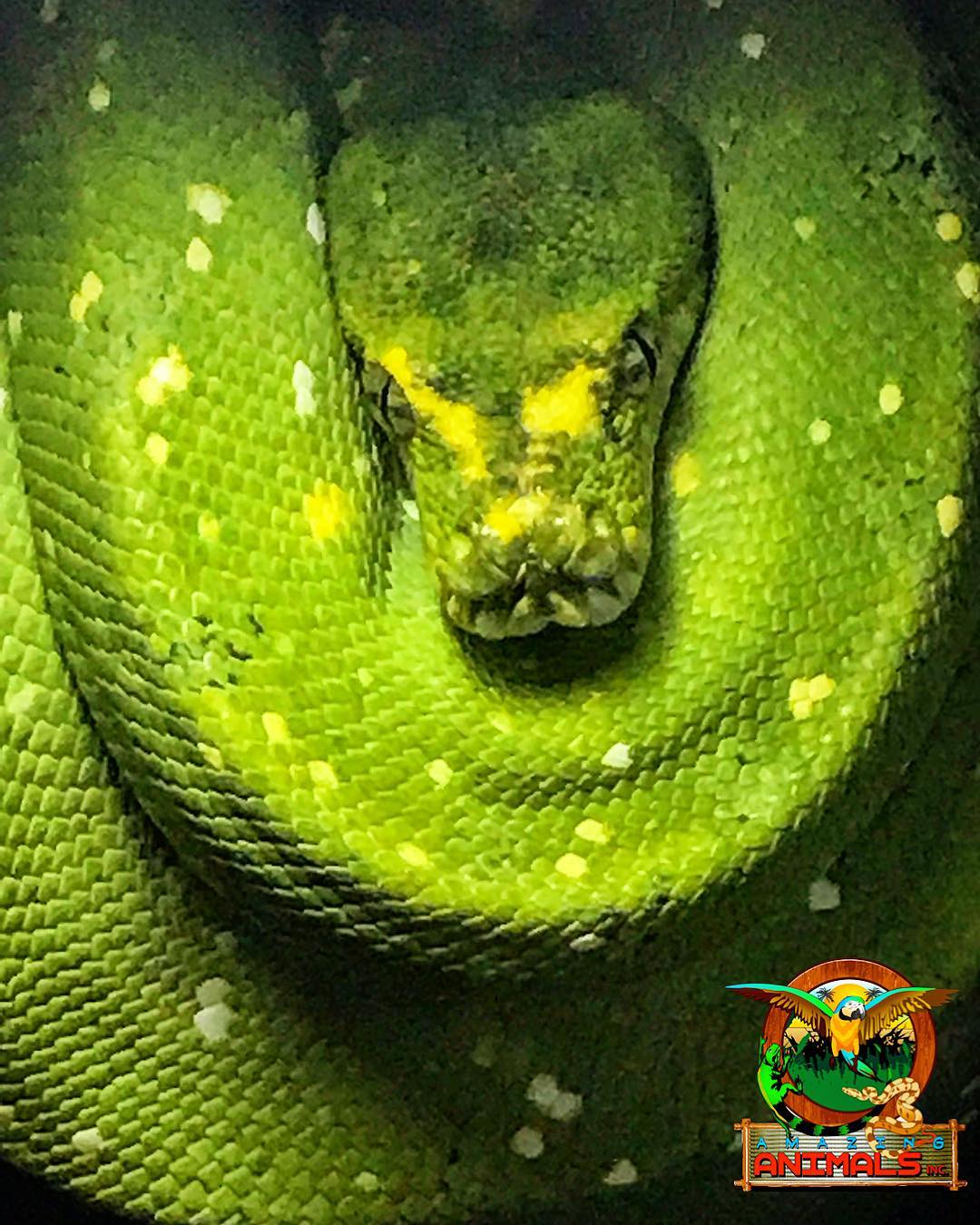 Amazing Animals Inc- Meet our animal ambassadors