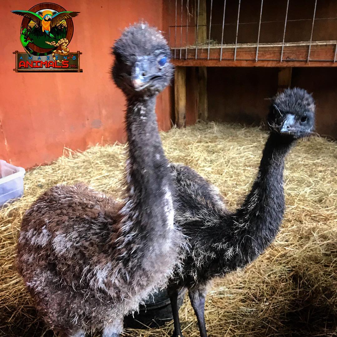 Amazing Animals Inc- Meet our animal ambassadors