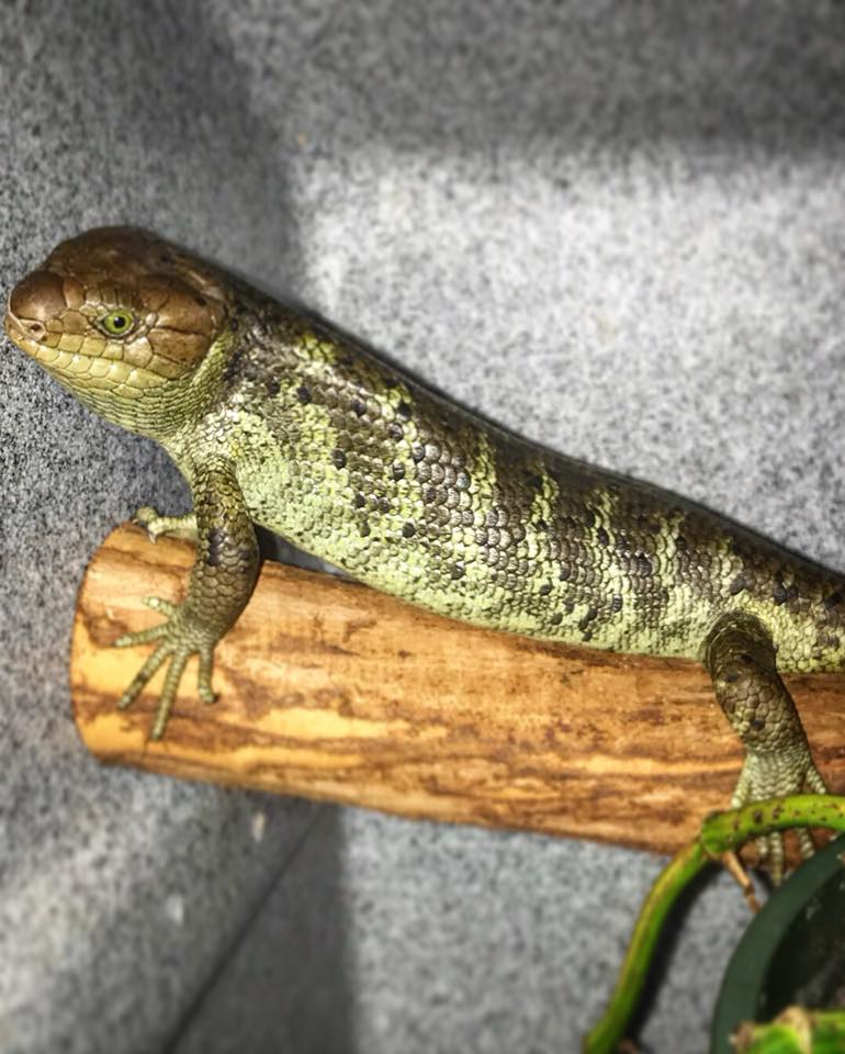 Amazing Animals Inc- Meet our animal ambassadors