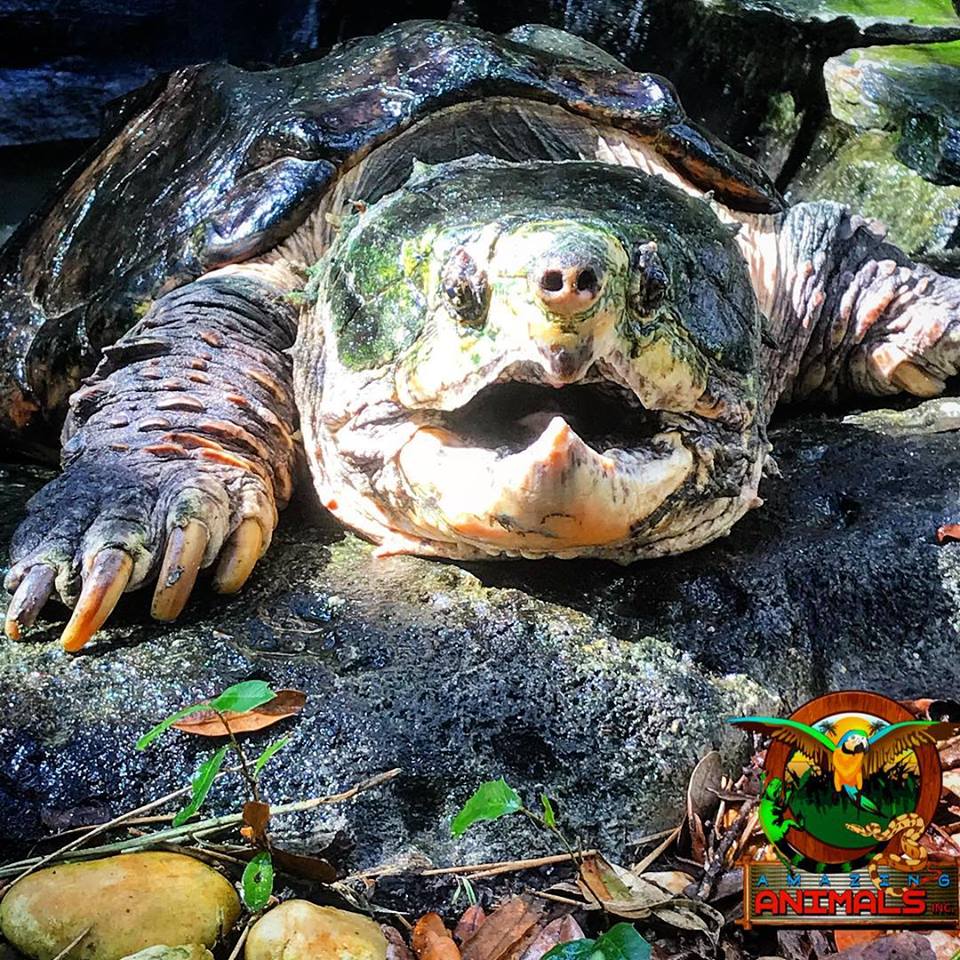 Amazing Animals Inc- Meet our animal ambassadors