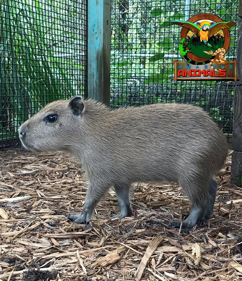 Amazing Animals Inc- Meet our animal ambassadors