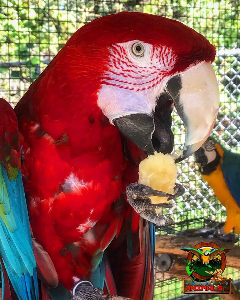 Amazing Animals Inc- Meet our animal ambassadors