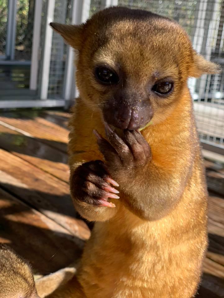 Amazing Animals Inc- Meet our animal ambassadors